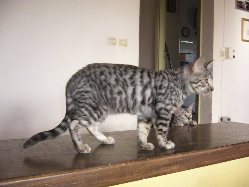 toyger silver