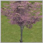 Mod The Sims - Purple Birch Tree