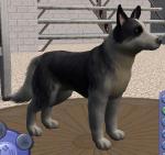 Mod The Sims - Cardigan Welsh Corgi