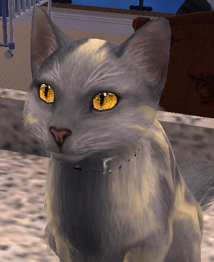 diluted tortoise shell