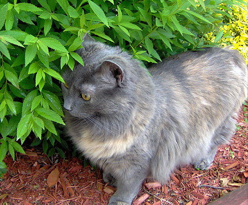 diluted tortoise shell