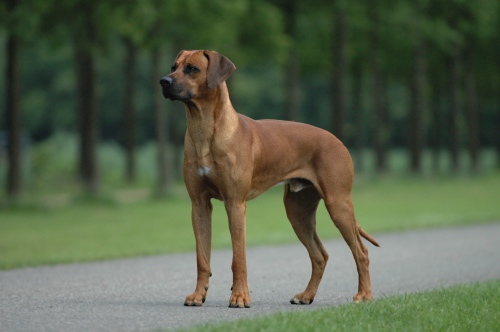 Mod The Sims - Rhodesian Ridgeback