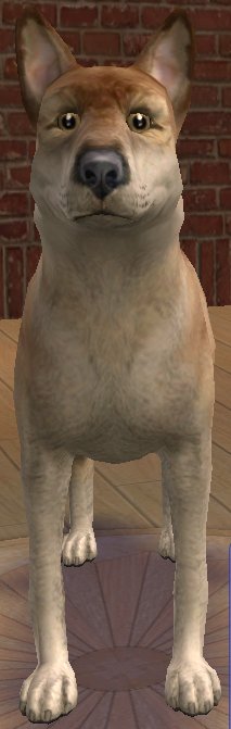 Mod The Sims - Dingo