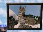 Mod The Sims - Picture "Lynx". Recolor by SvetLanka.