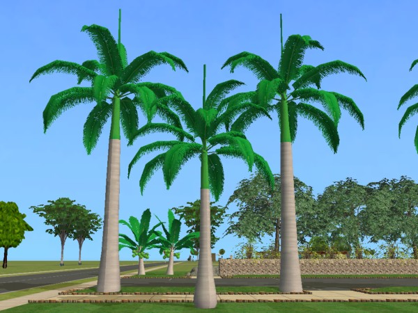 Mod The Sims - Super Realistic Palm : ROYSTONEA OLERACEA