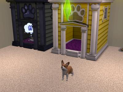 Mod The Sims - Welsh Corgi Pembroke