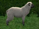 Mod The Sims - Sheep-Dog!