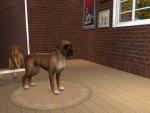 Mod The Sims - Natural ear Boxer in Fawn coloration