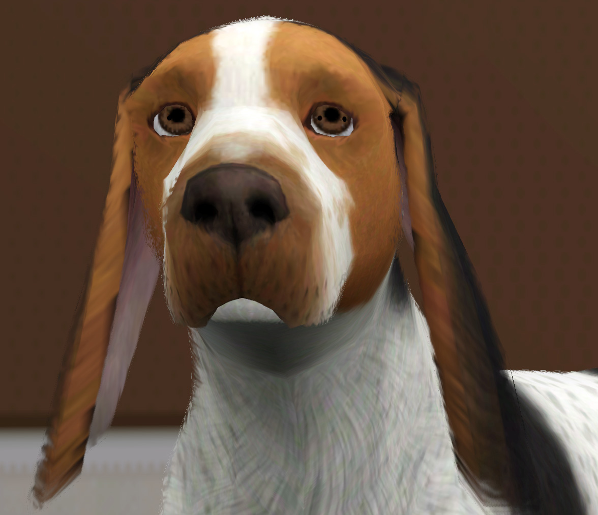 Mod The Sims - Missis and Oliver - English Cocker Spaniels