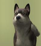 Mod The Sims - Shikoku dog breed
