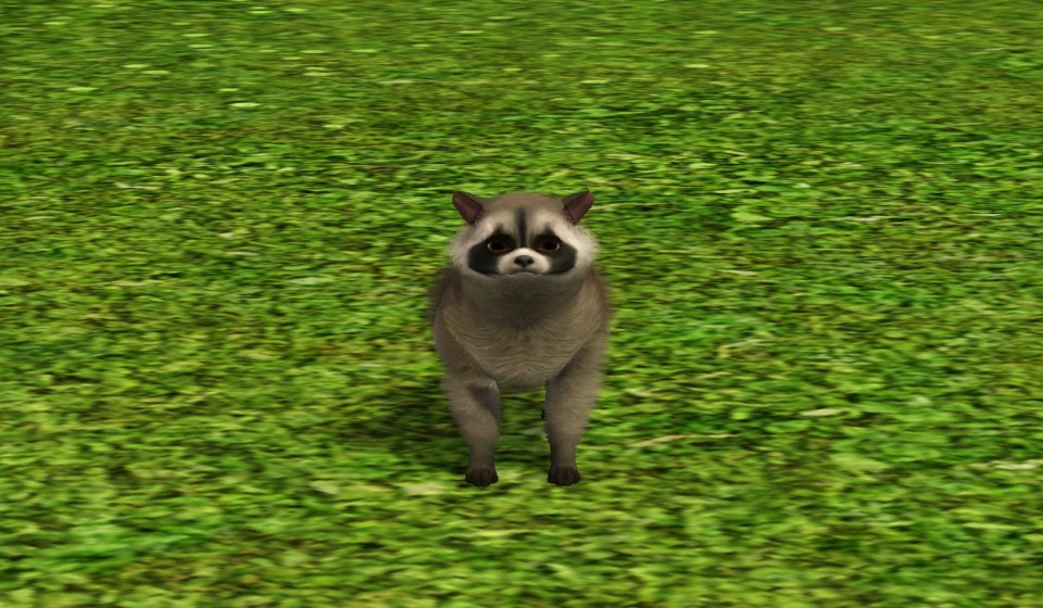 Mod The Sims - Now you can have a Raccoon for a pet!