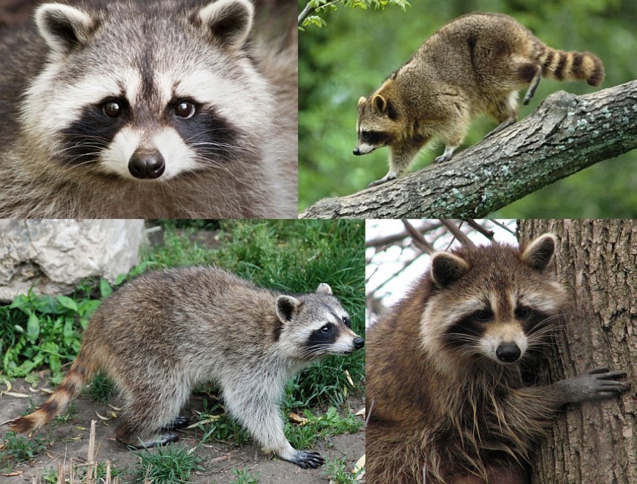 Mod The Sims - Now you can have a Raccoon for a pet!