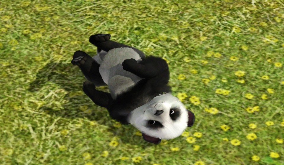 Mod The Sims - Panda Bears, big and small