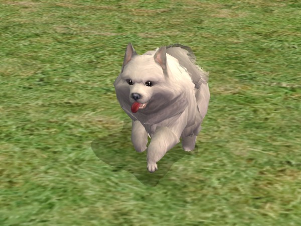Mod The Sims - Toy American Eskimo Dog