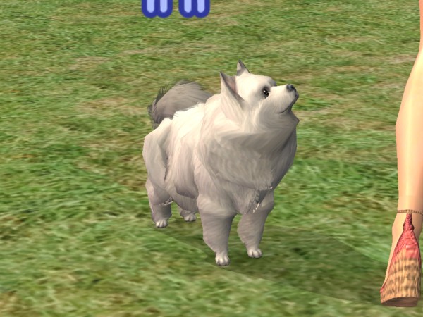 Mod The Sims - Toy American Eskimo Dog