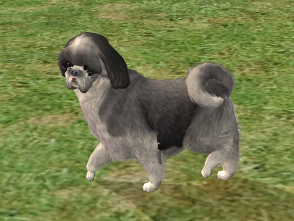 Mod The Sims - Shih Tzu