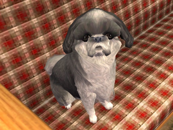 Mod The Sims - Shih Tzu