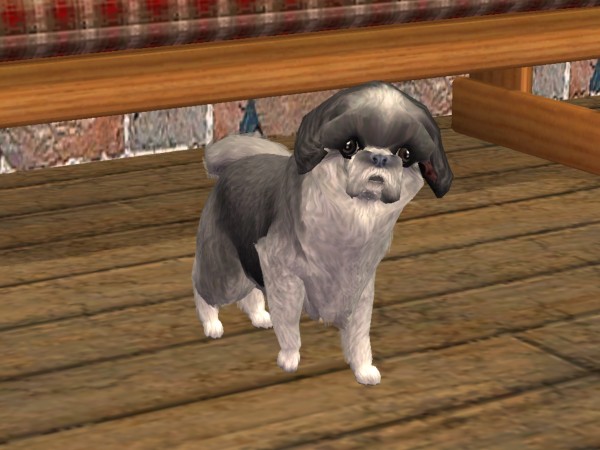 Mod The Sims - Shih Tzu