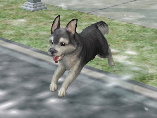 Mod The Sims - Mini Husky