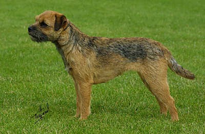 Mod The Sims - Border Terrier (requested)