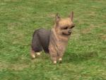 Mod The Sims - Yorkshire Terrier