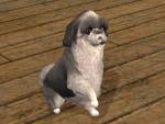 Mod The Sims - Shih Tzu