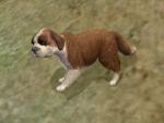 Mod The Sims - Mini Saint Bernard