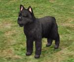 Mod The Sims - Cairn Terrier Westies in Toto Black, Golden, White/grey ...