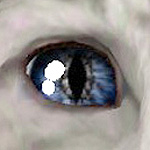 Mod The Sims - Inscrutable Eyes for Cats(Default)