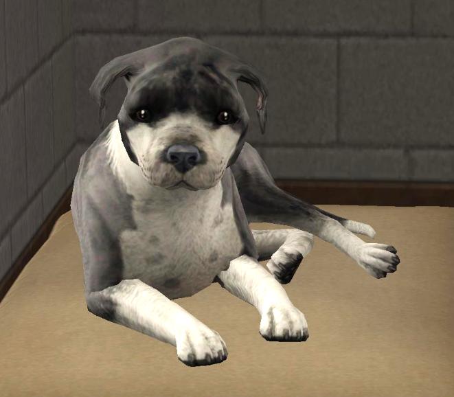 Mod The Sims - Blue Brindle Staffordshire Bull Terrier