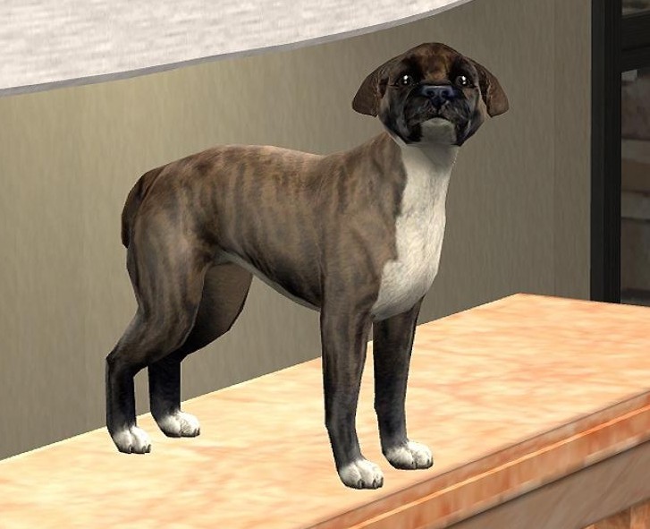 Mod The Sims - Boxer Puppy