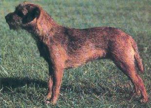 Mod The Sims - Border Terrier