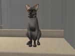 Mod The Sims - Sphynx cat