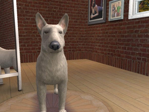 Mod The Sims - Tough Little Bull Terriers by request