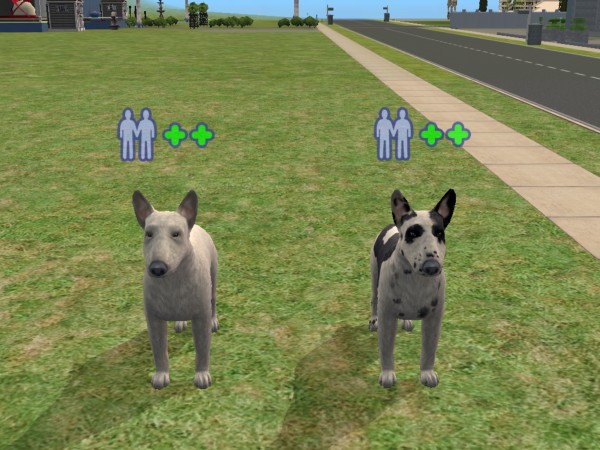 Mod The Sims - Tough Little Bull Terriers by request