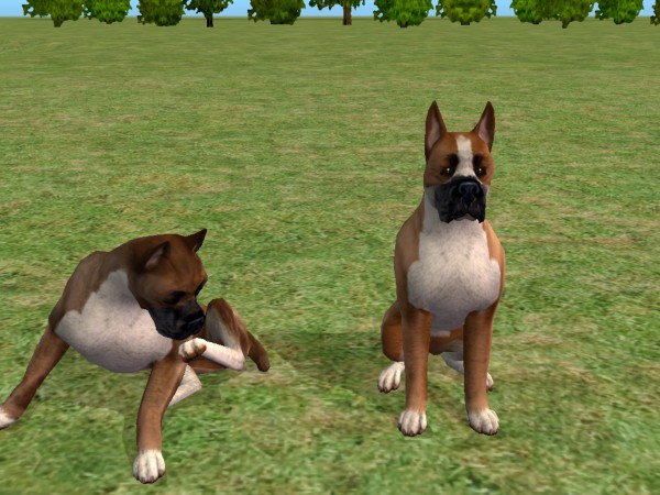 Mod The Sims - Boxalicious Boxers