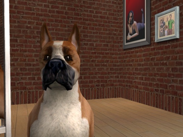 Mod The Sims - Boxalicious Boxers