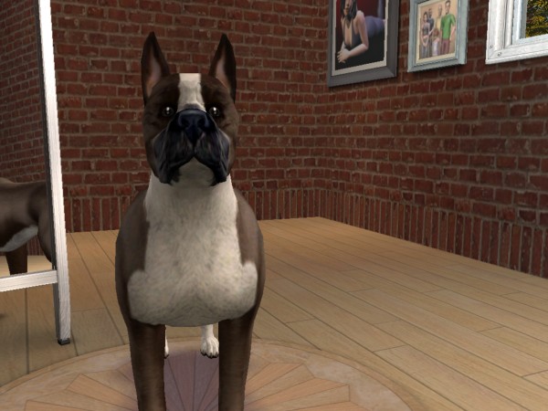 Mod The Sims - Boxalicious Boxers