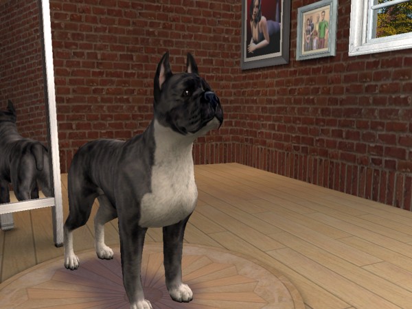 Mod The Sims - Boxalicious Boxers