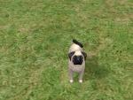 Mod The Sims - Comical Pugs