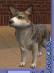 Mod The Sims - Welsh Corgi Set