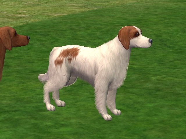 Mod The Sims - Irish Setters