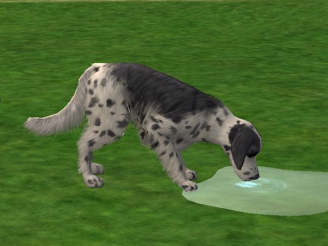 Mod The Sims - English Setters