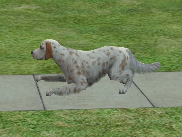 Mod The Sims - English Setters