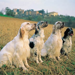 Mod The Sims - English Setters