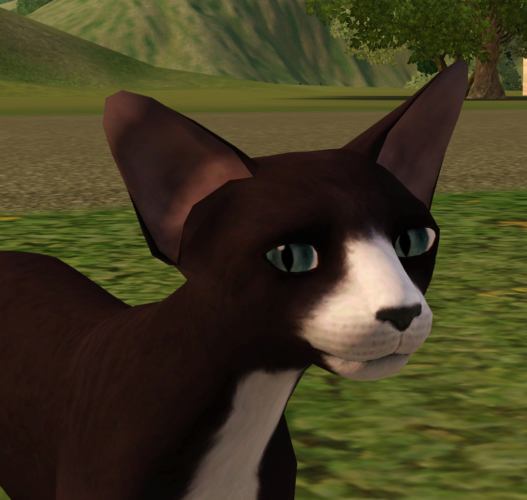 cat sims tattle