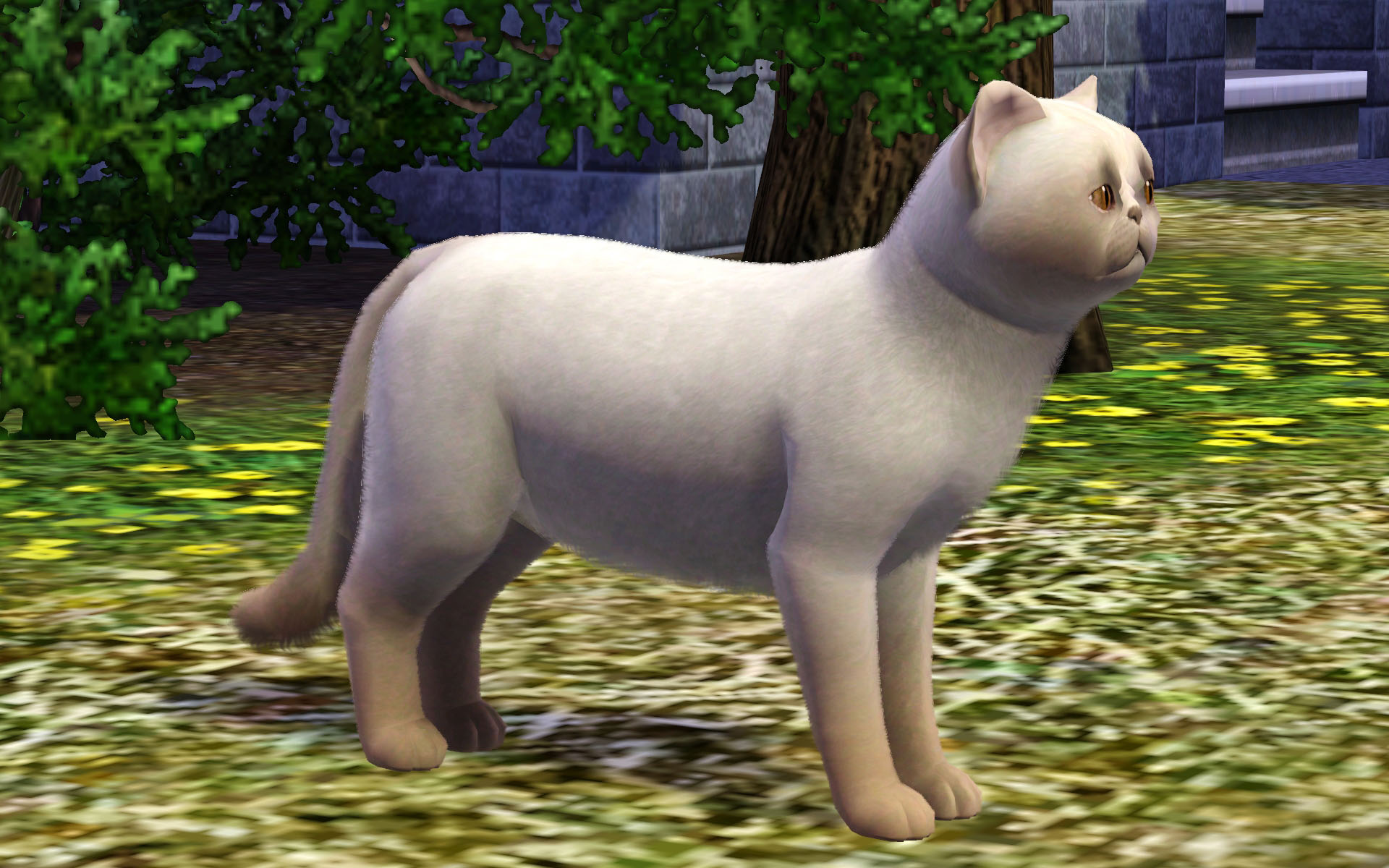 Mod The Sims - Exotic Shorthair Cats for the Sims 3 with 4 Coat Colors
