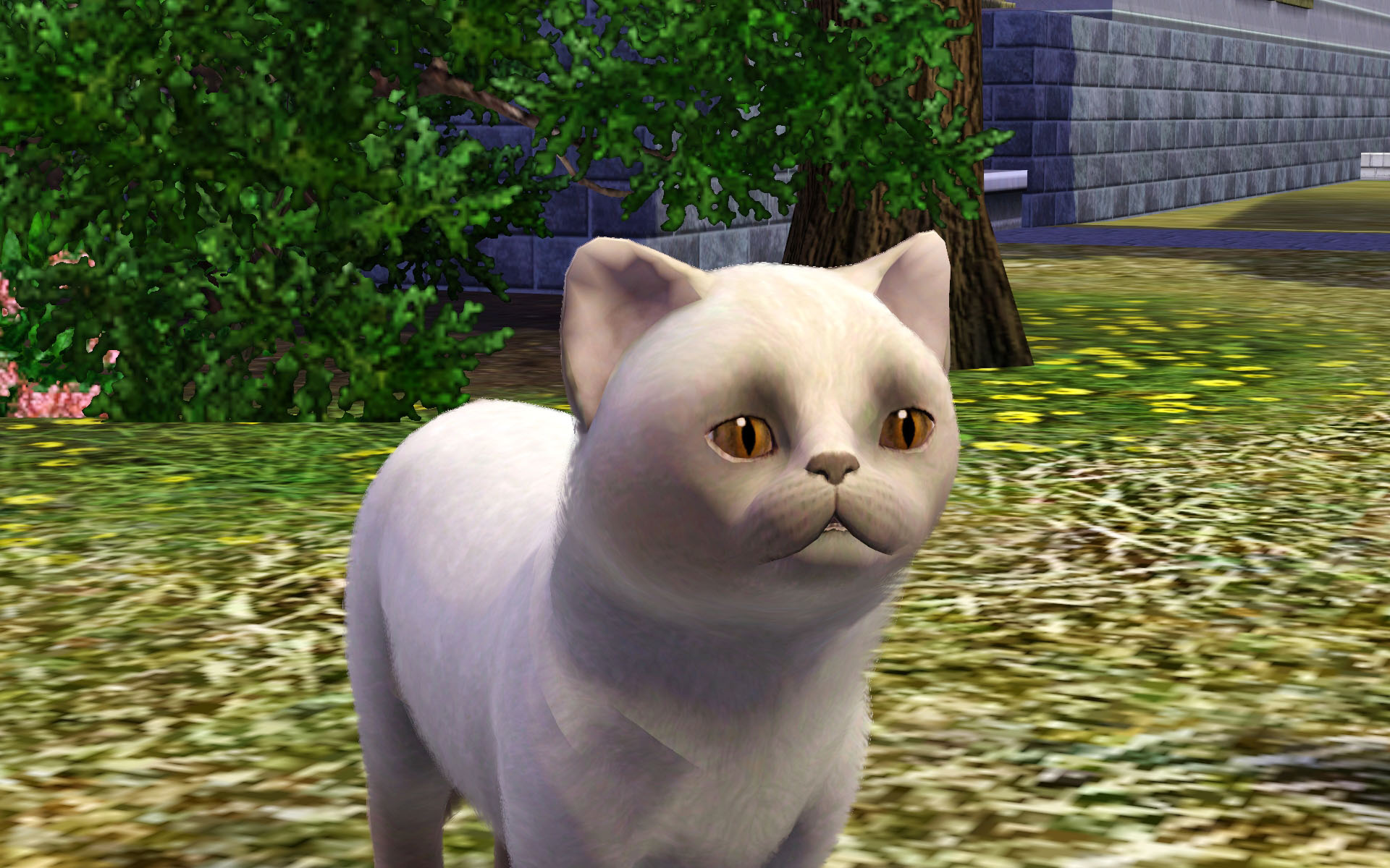 Mod The Sims - Exotic Shorthair Cats for the Sims 3 with 4 Coat Colors