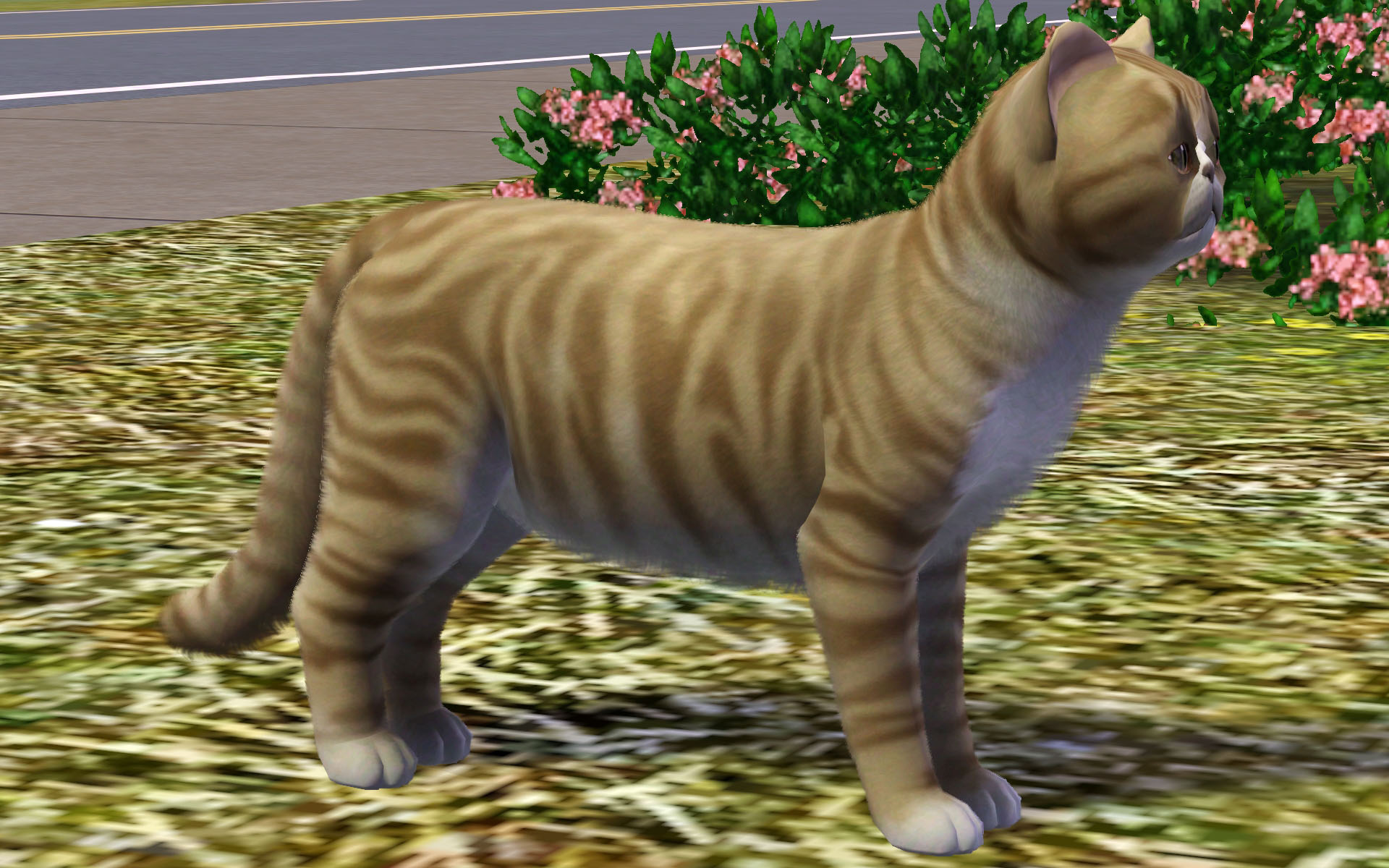 Mod The Sims - Exotic Shorthair Cats for the Sims 3 with 4 Coat Colors