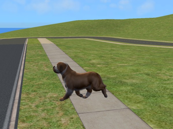 Mod The Sims - Better Saint Bernard